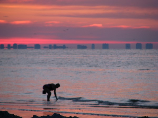 Find Shells on Sanibel Island.
